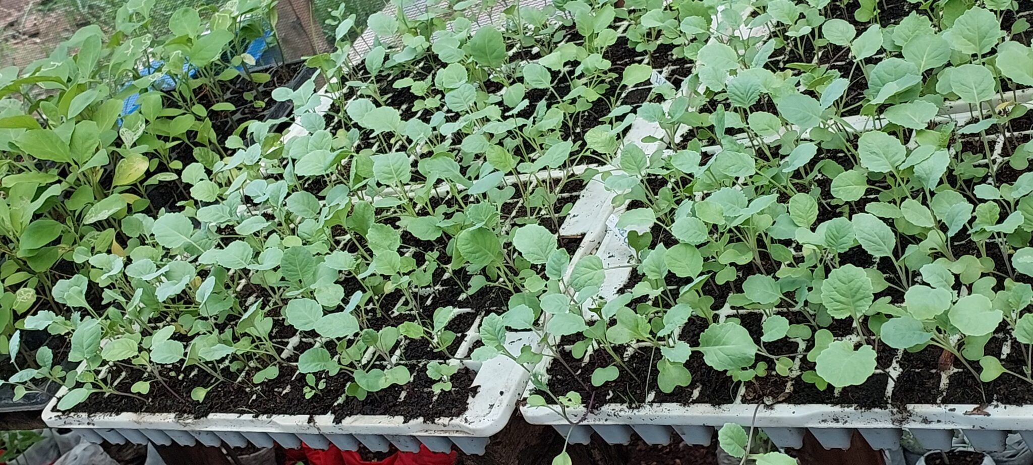 Seedlings Price List – MaGreen Morganics